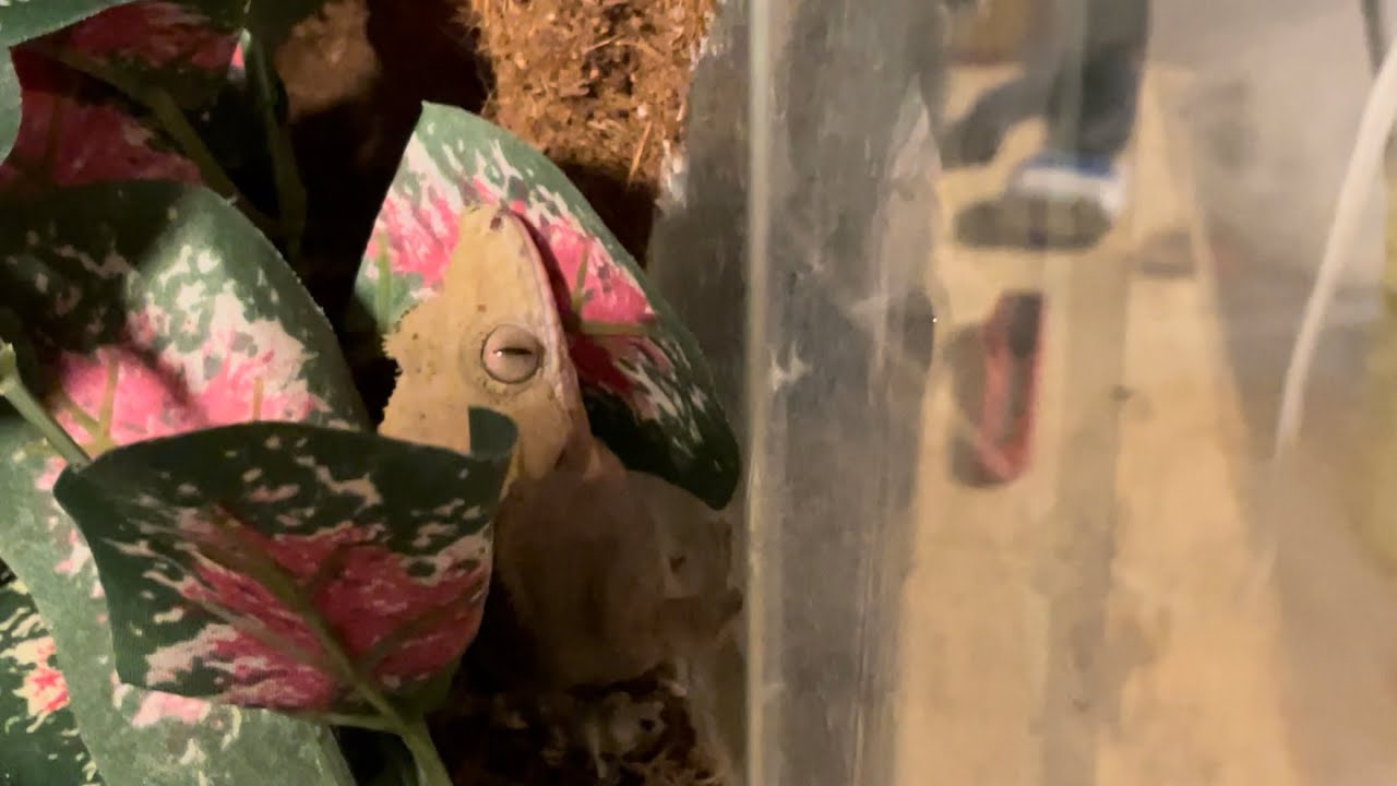 Crested Gecko Finally Eats Bugs - YouTube
