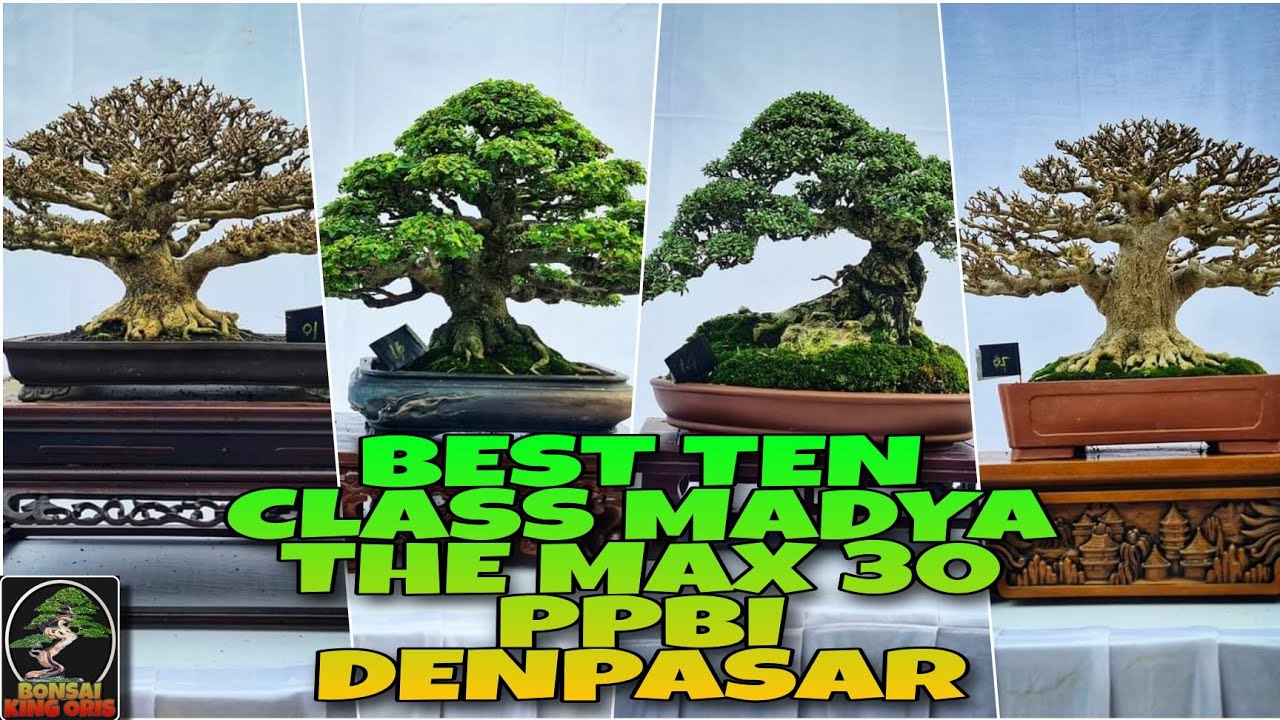 THE MAX 30 # BEST TEN CLASS MADYA # PAMERAN DAN KONTES BONSAI PPBI ...