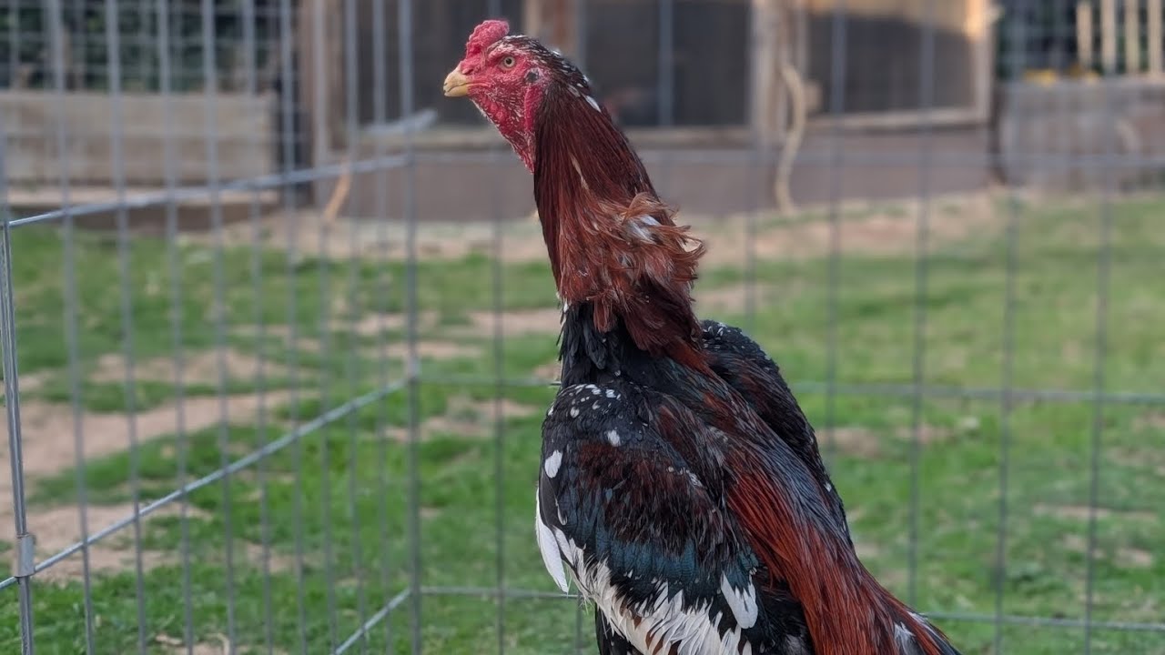 O-Shamo Spangled Rooster and Bronze Hen - YouTube