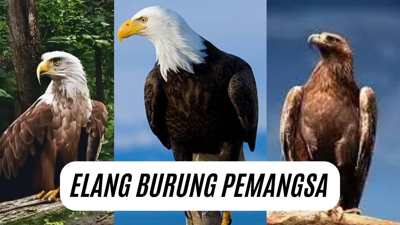 Elang Burung Pemangsa Paling Ganas di Alam Liar - YouTube