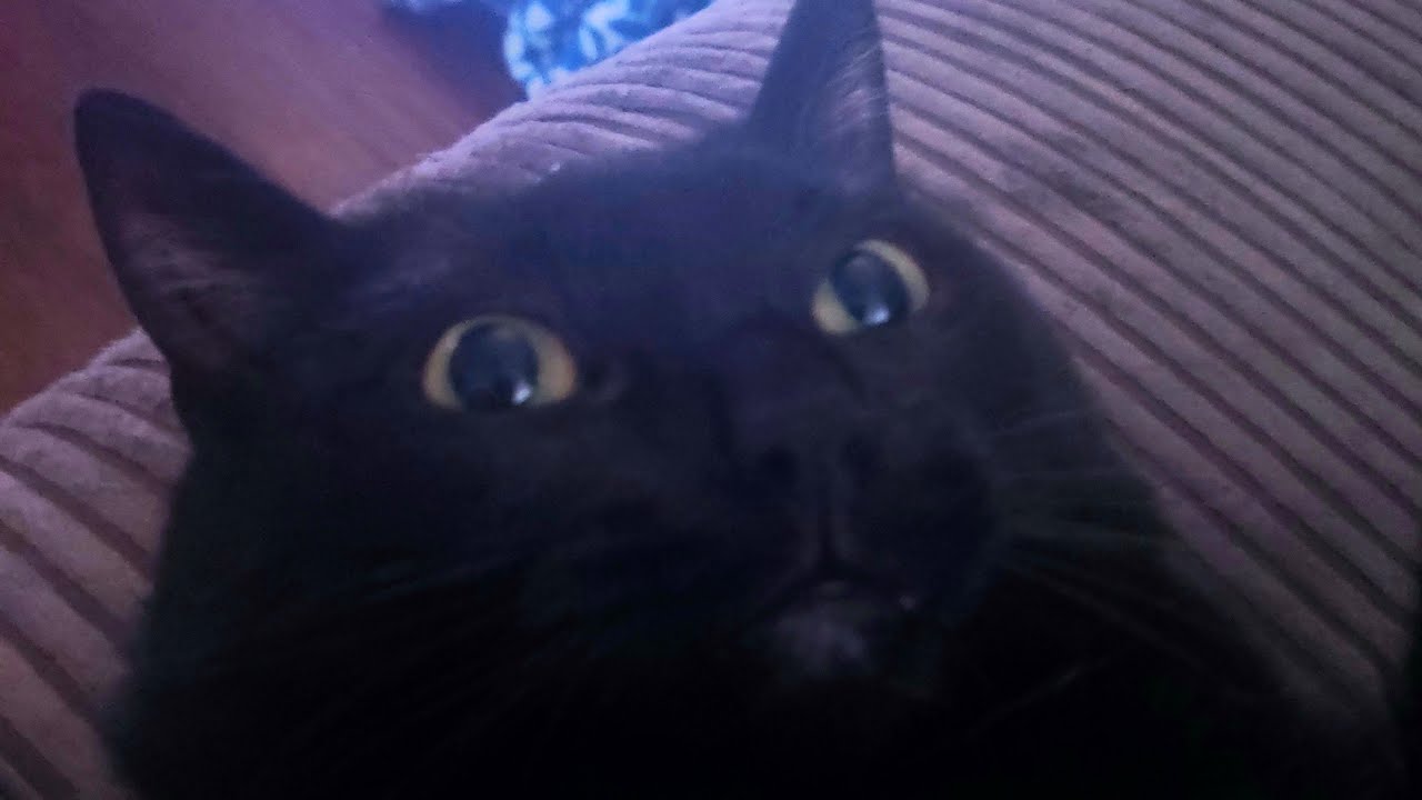 Cecil cat 22 - YouTube