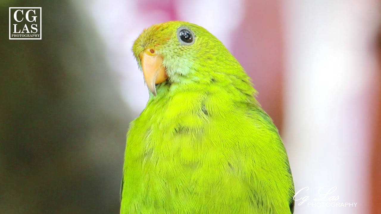 Hanging Parrot Colasisi (Philippines) - YouTube