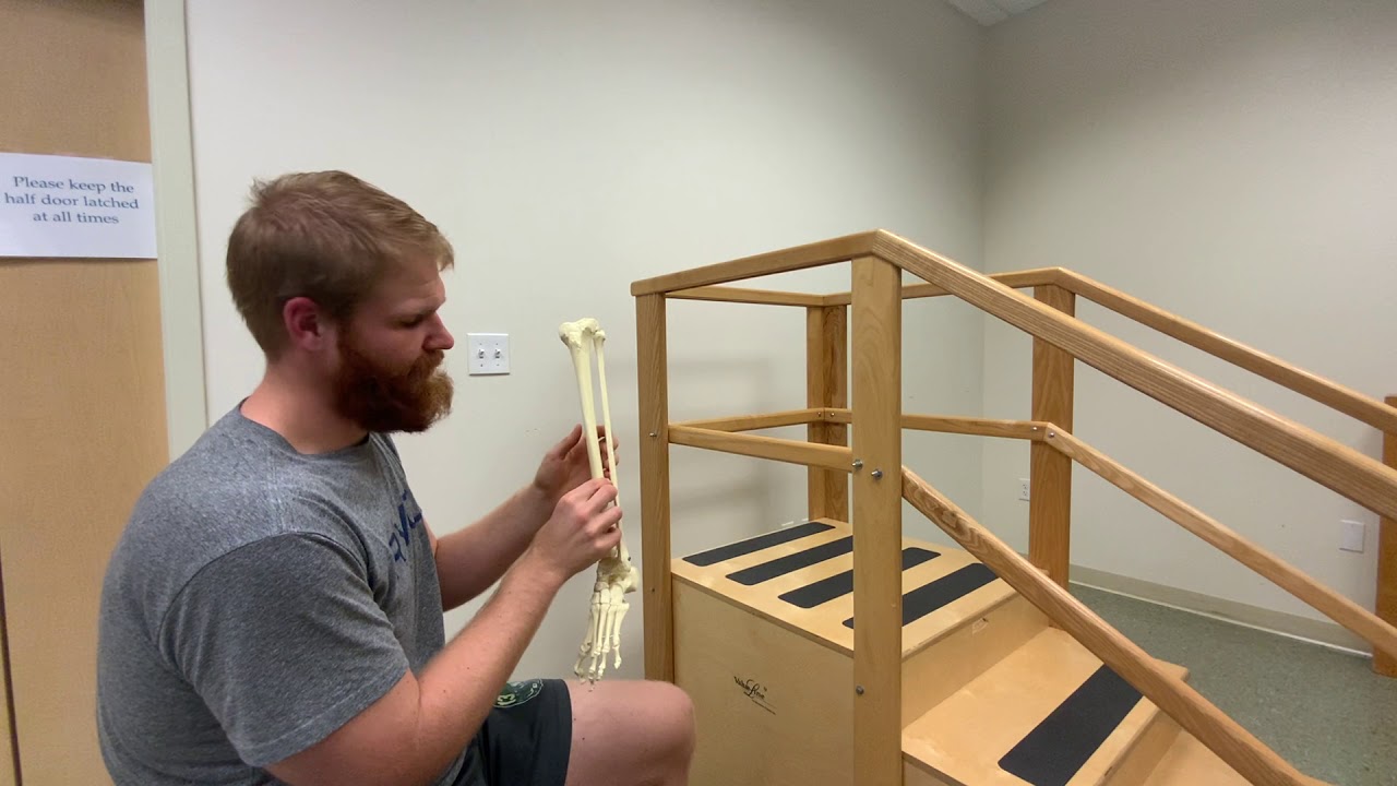 Arthrokinematics of proximal tibiofibular joint. (head of fibula) - YouTube