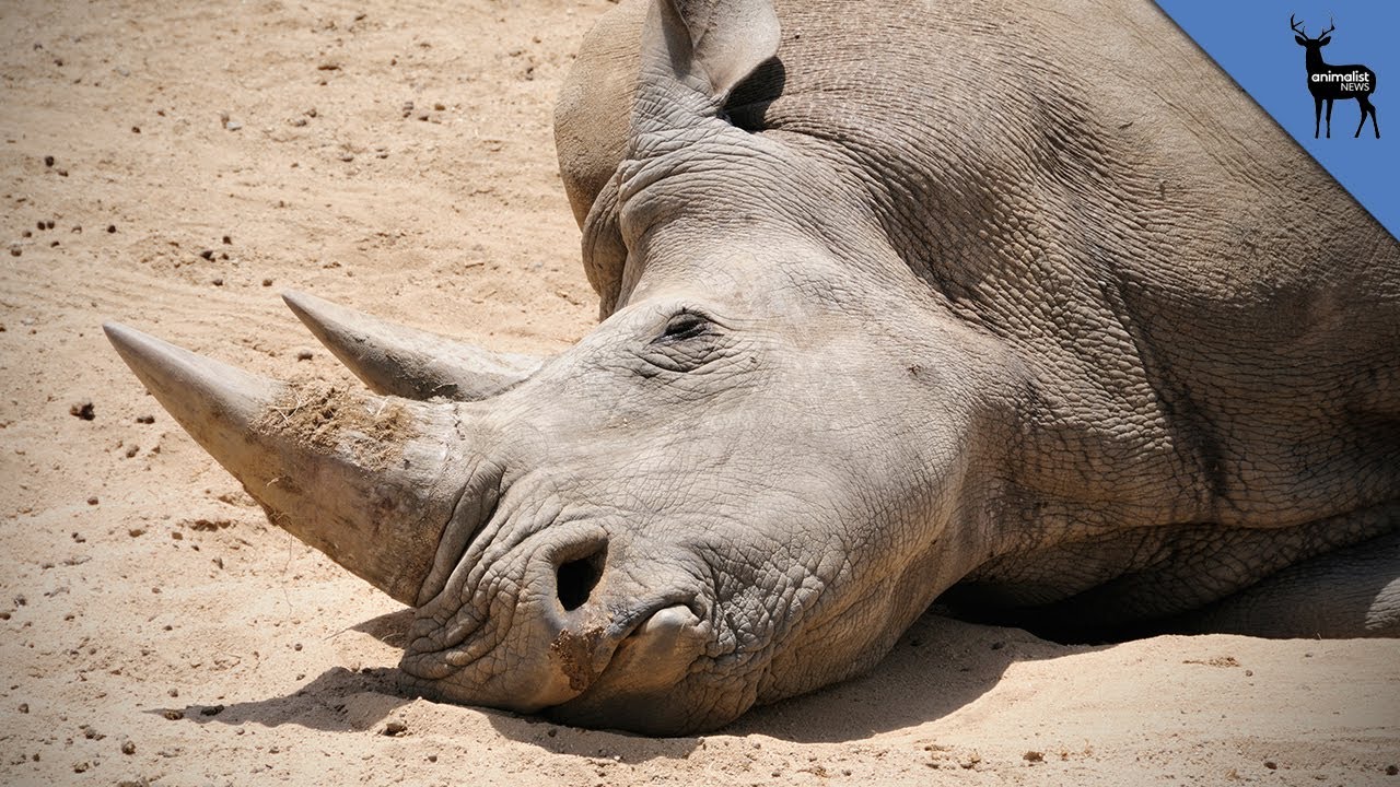 Kill One Rhino To Save Them All - YouTube