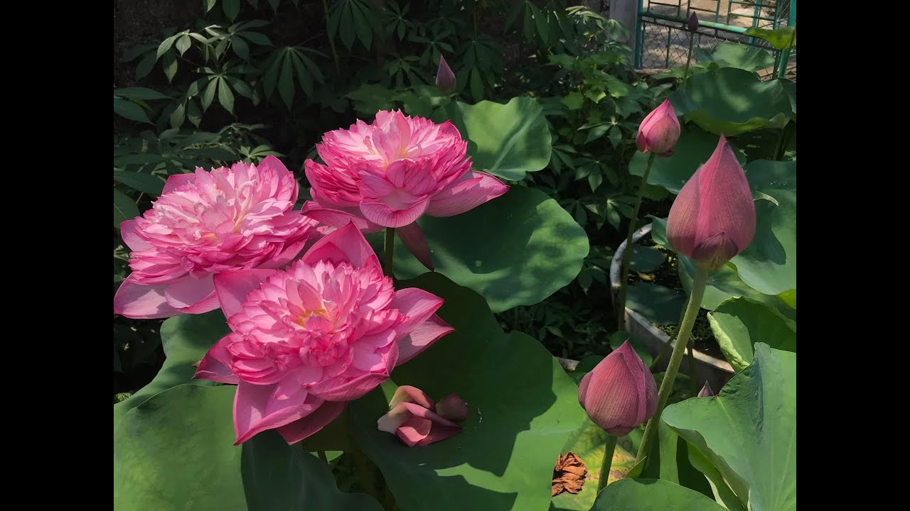 Sen Super Pink-dễ trồng và cực kỳ siêng hoa, cực to màu hồng, nhiều ...