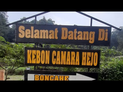 kebon cemara hejo bogor - YouTube