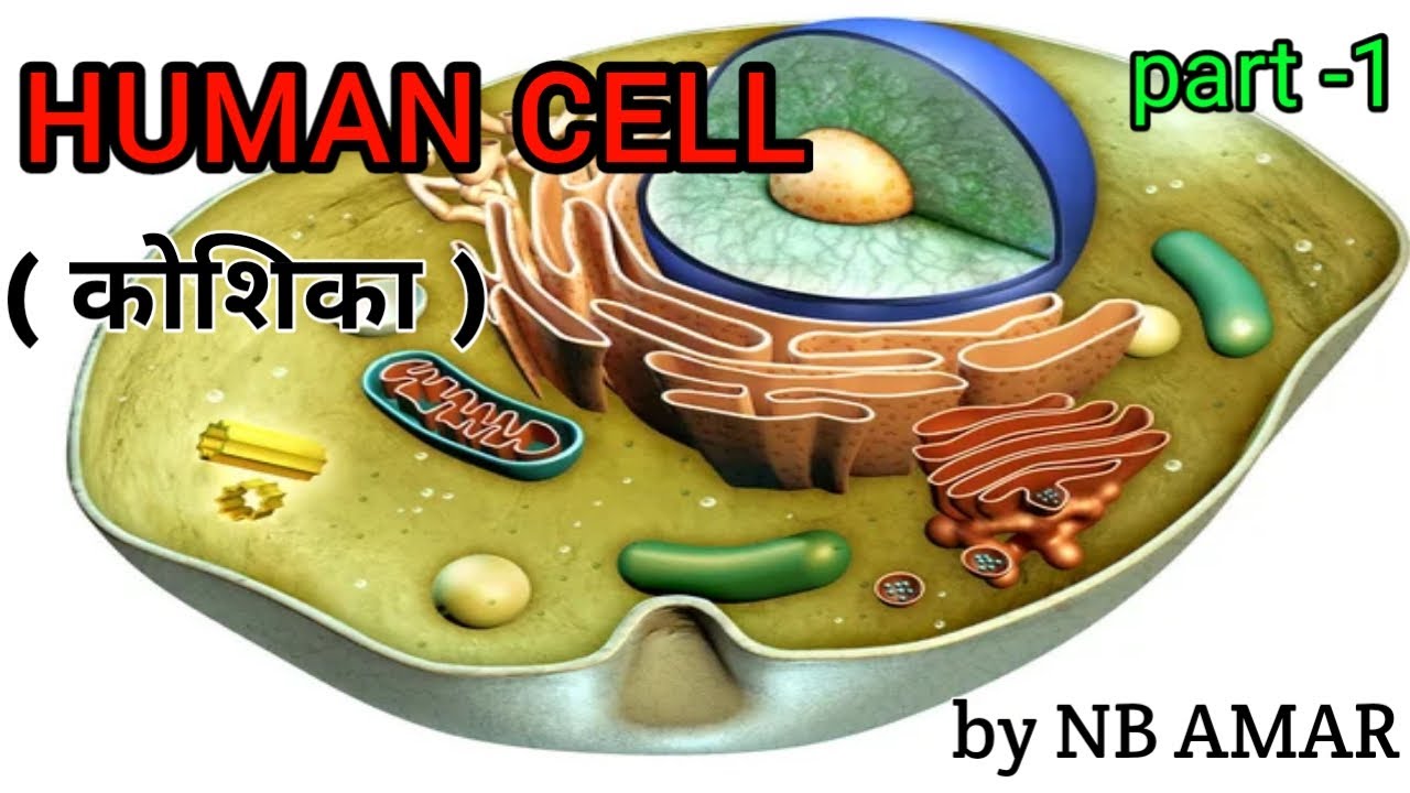 Human cell in hindi || कोशिका cell structure & functions Introduction ...