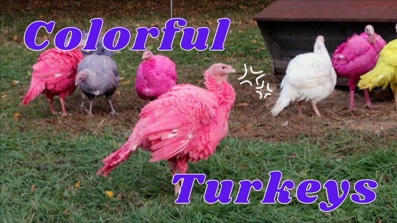 Colorful Turkeys in Connecticut! (Vlog) - YouTube