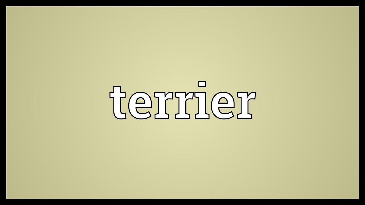 Terrier Meaning - YouTube
