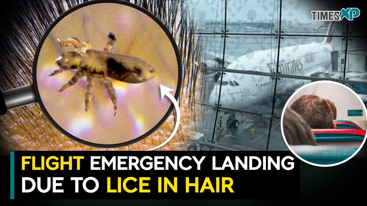Plane makes emergency landing after claims of lice crawling out of ...