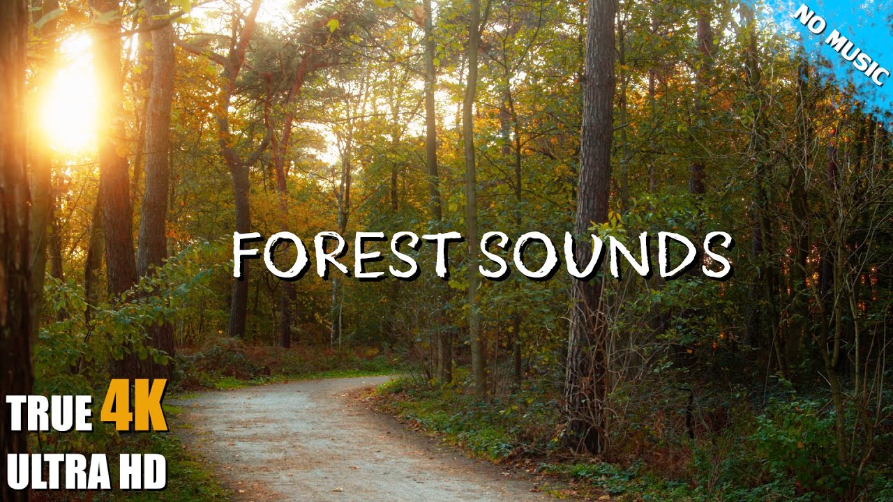 Forest Sounds with Birds • Nature Sounds • Woodland Ambience • Fall ...