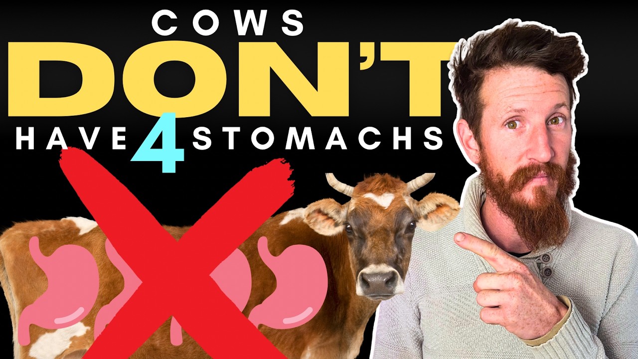 Here’s the Truth: You’ve Been Wrong About Cow Stomachs! - YouTube