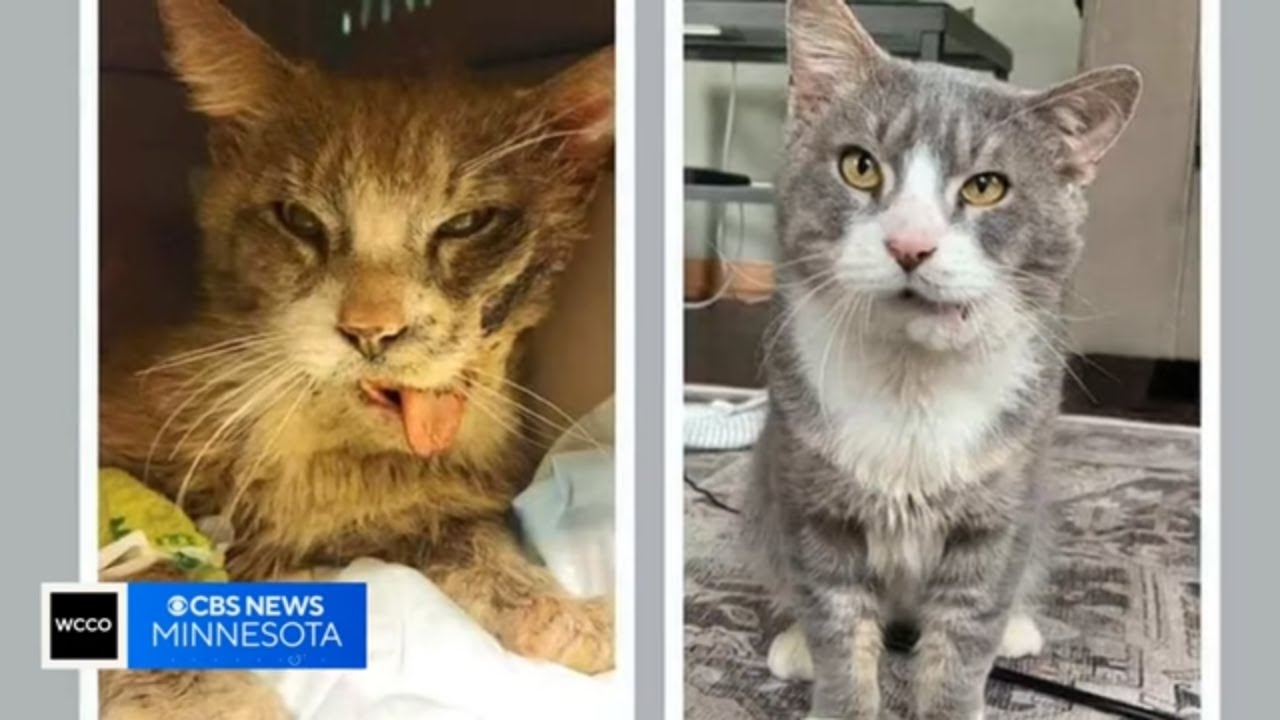 Rescue cat who escaped hot car is now a Target model - YouTube
