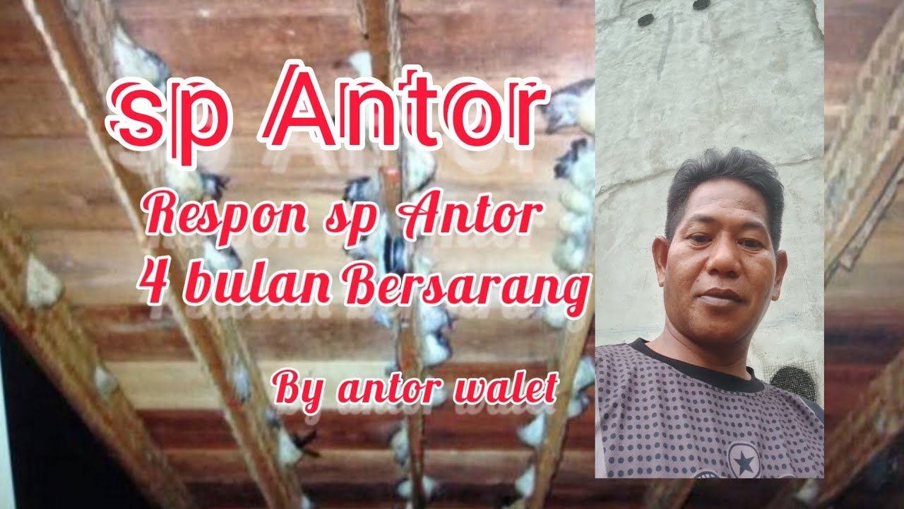 Suara panggil Antor (respon sp Antor) - YouTube