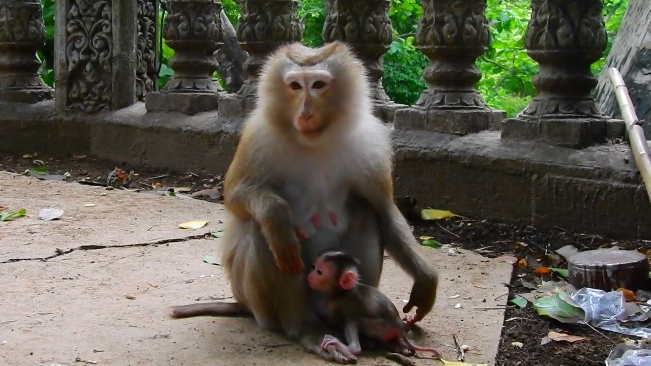 Pity baby monkey Mom Milina monkey abused the newborn baby because she ...