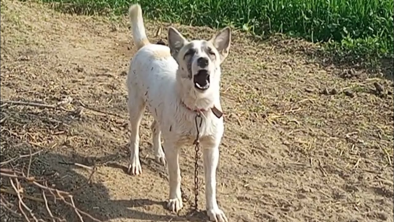 Dog Barking Loud | Dog Sound | Dog Barking | Angry Dogs Barking Sound ...