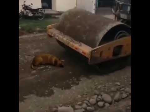 DOG GETS RUN OVER BY A STREET ROLLER - YouTube