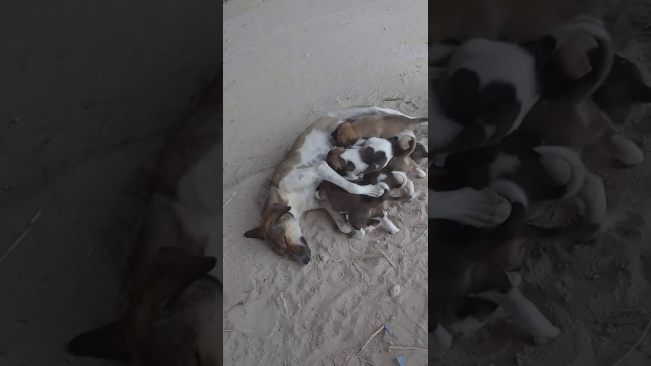 Saudi arabia mother dog with her 8 puppies - YouTube