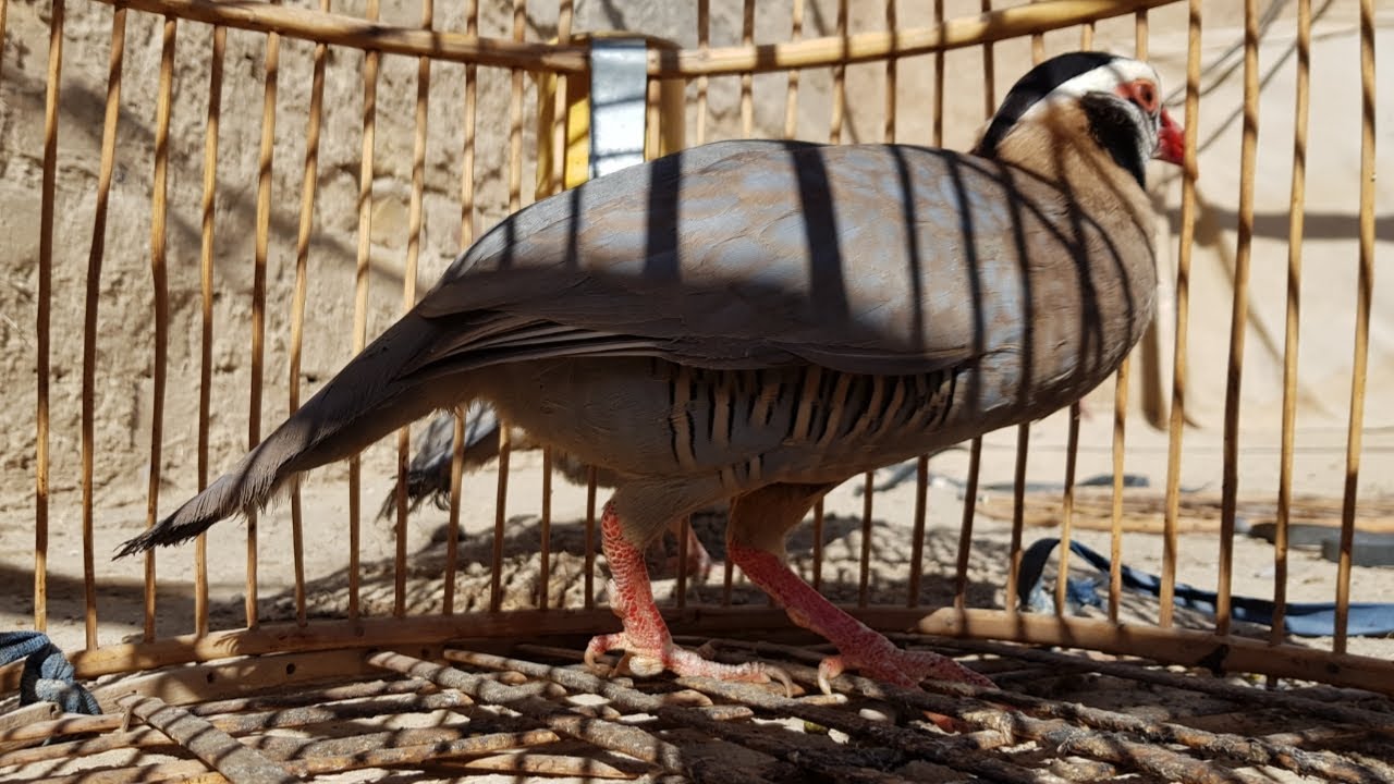 pure maskati chakor - YouTube