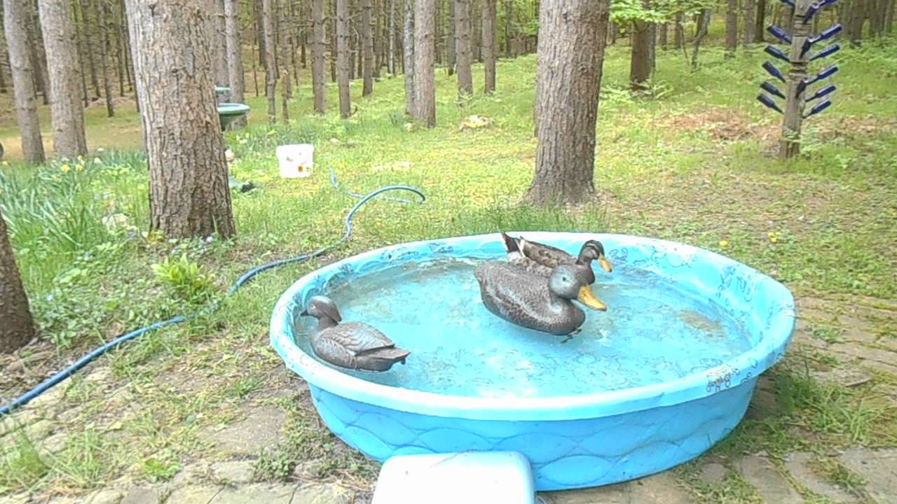 Toddler Talking To Duck Decoys Super Funny - YouTube
