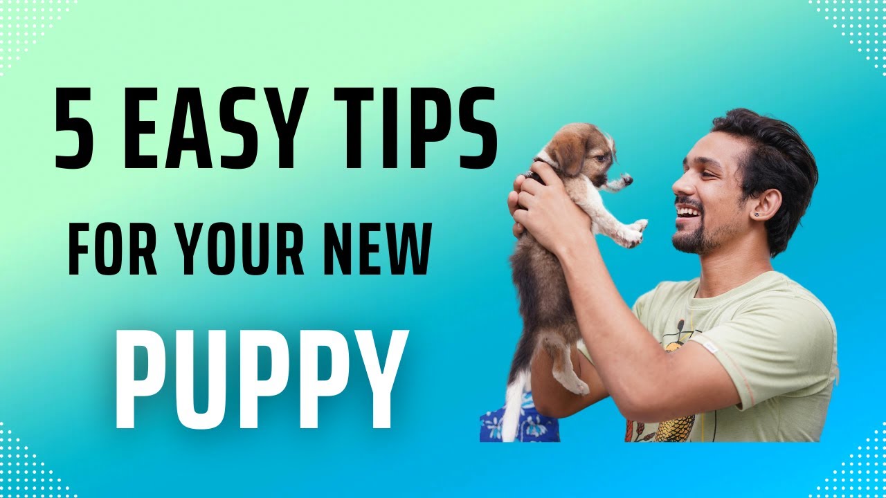 How to Introduce a New Puppy to Your Home: 5 Easy Tips 🏠🐾 - YouTube