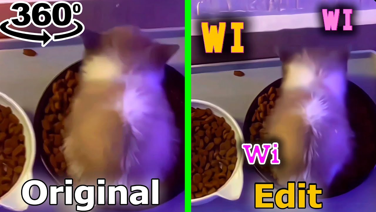 wiwiwi cat Original vs Edit 360º - YouTube