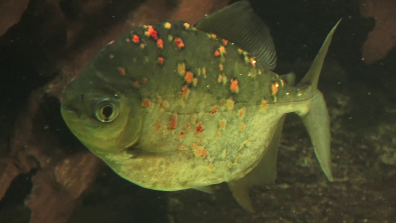Urzeitliche Fische Südamerikas Zoo Aquarium Berlin 2018 4K - YouTube