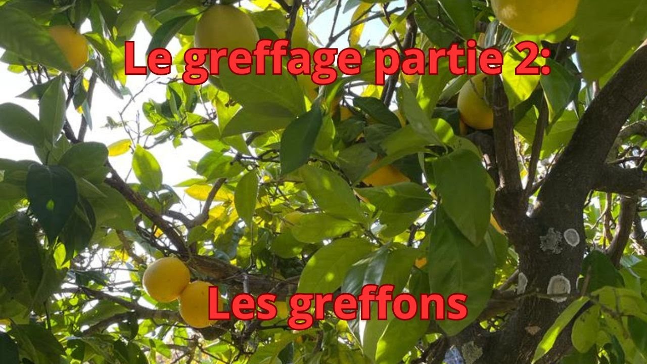 Greffage partie 2 les greffons - YouTube