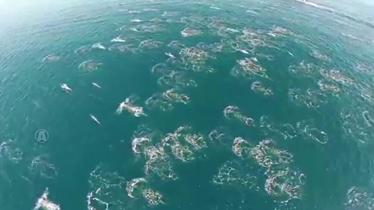 Huge Pod of Mermaids Caught on Tape by DRONE - YouTube