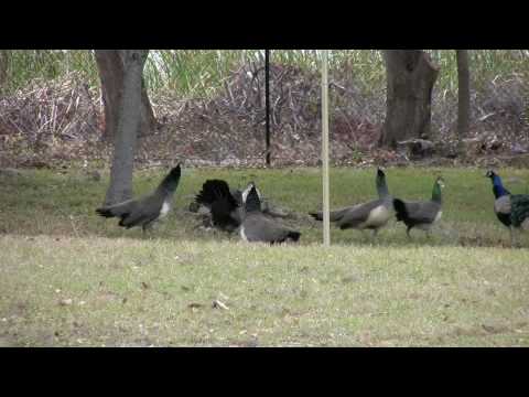 Eagle Among Peacocks - YouTube
