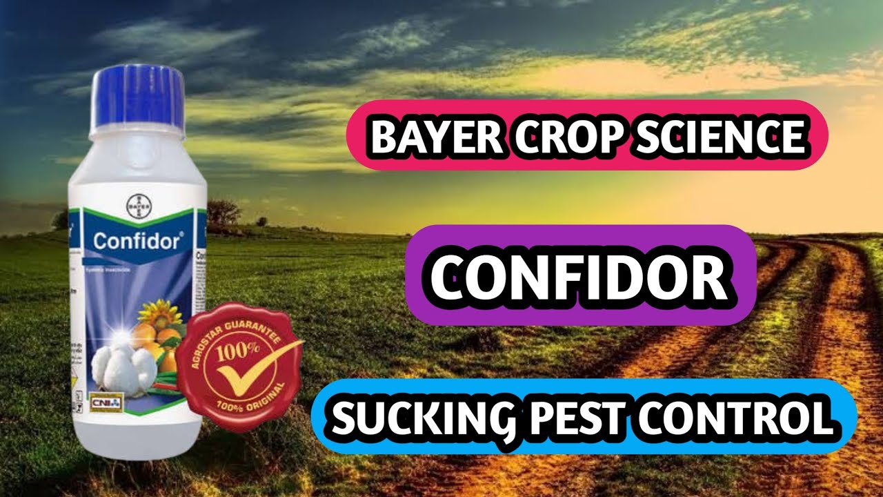 Confidor insecticide | Bayer confidor insecticide | Thrips control ...