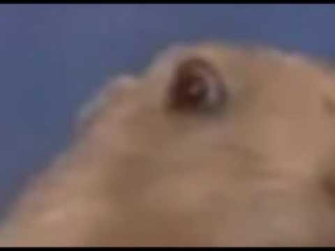 Dramatic Chipmunk- Dr. Evil - YouTube