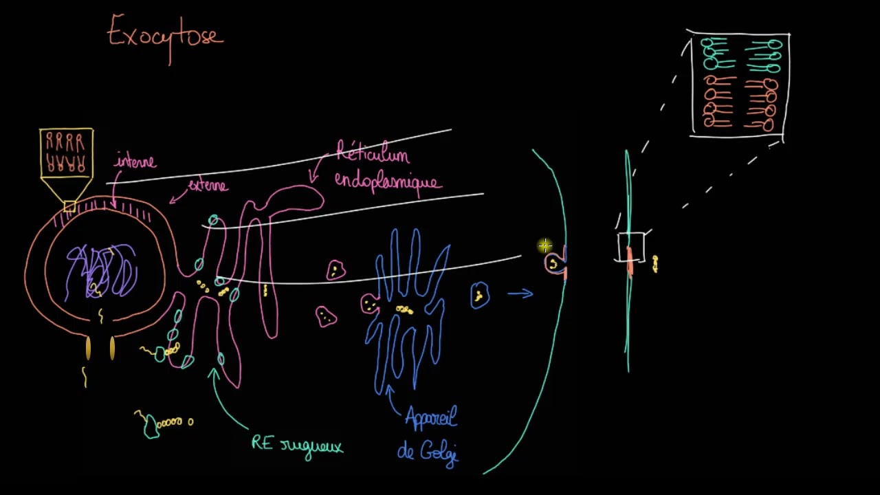 L'exocytose - YouTube
