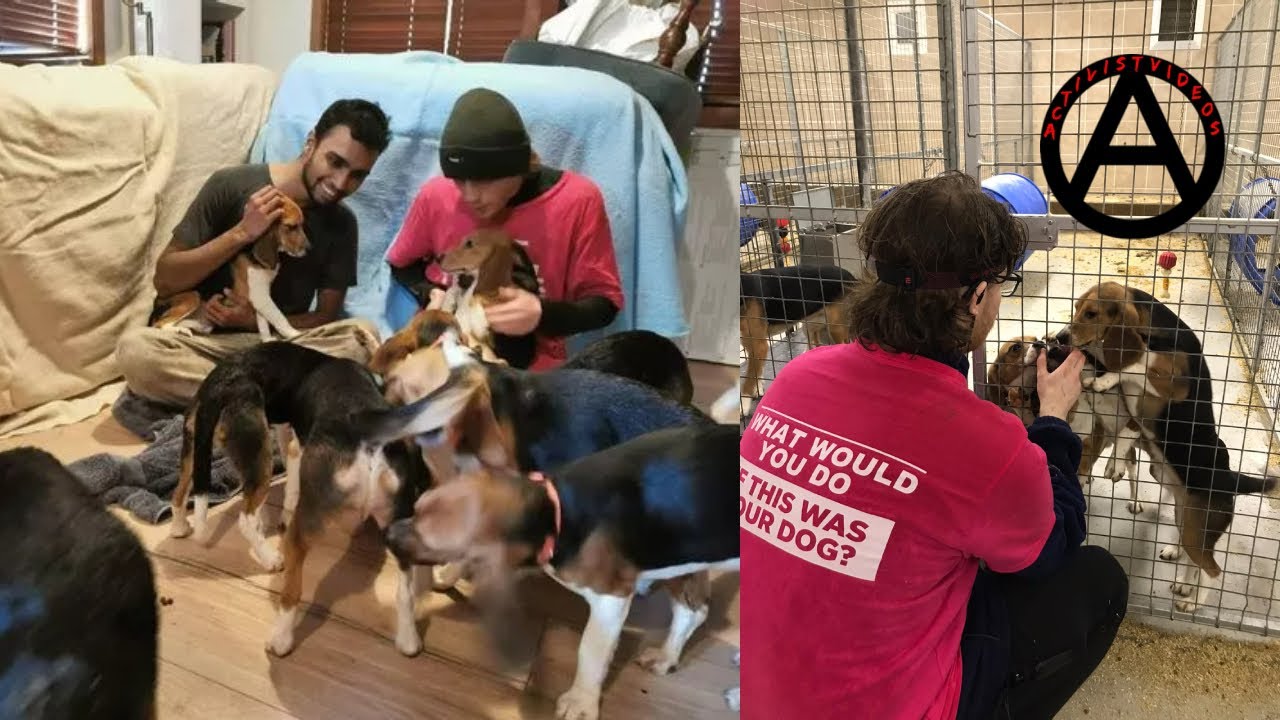 18 beagle puppies have been rescued from MBR Acres animal testing ...