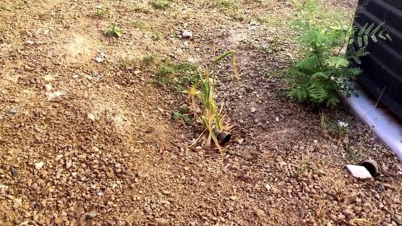 Corn grows everywhere! Small and big! - YouTube