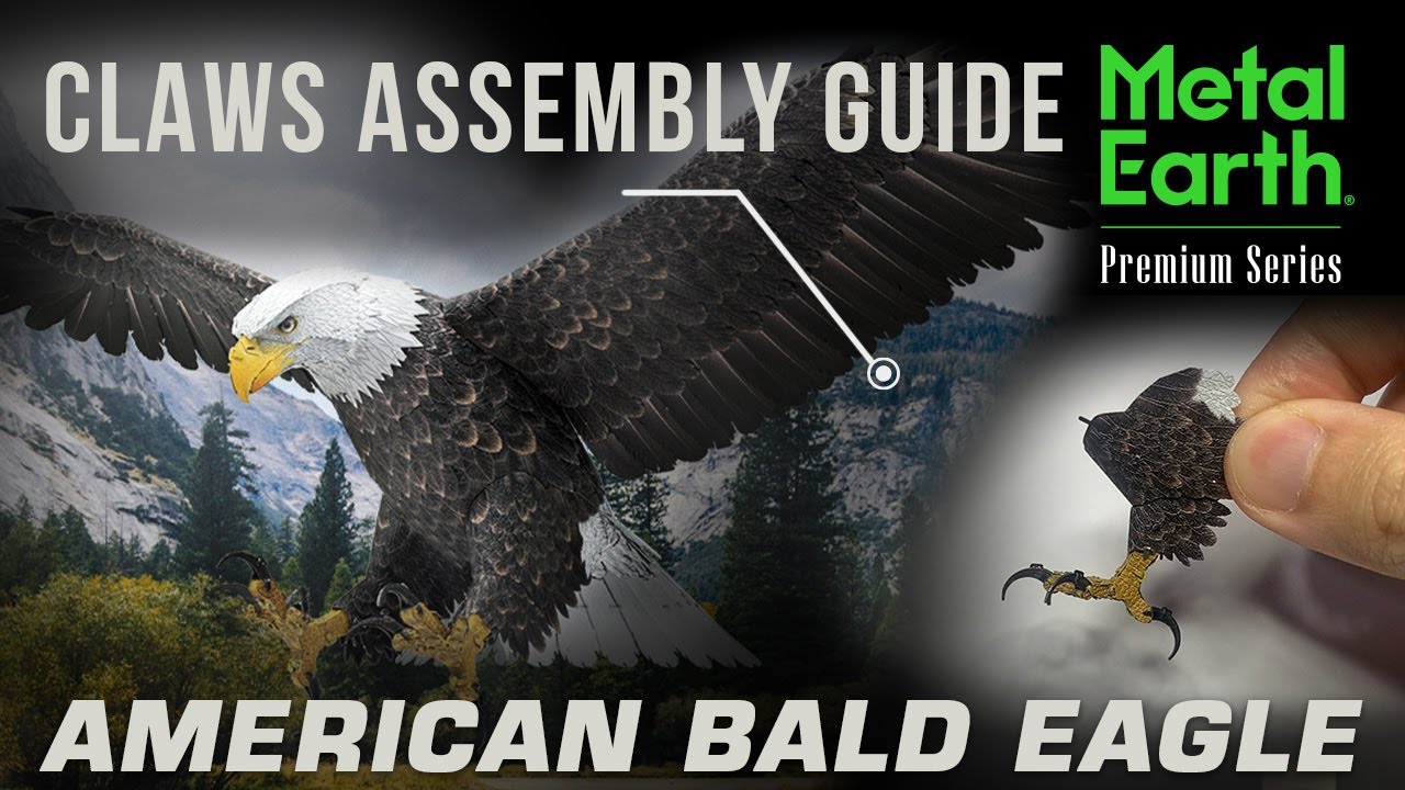American Bald Eagle – Claws Assembly Guide - YouTube