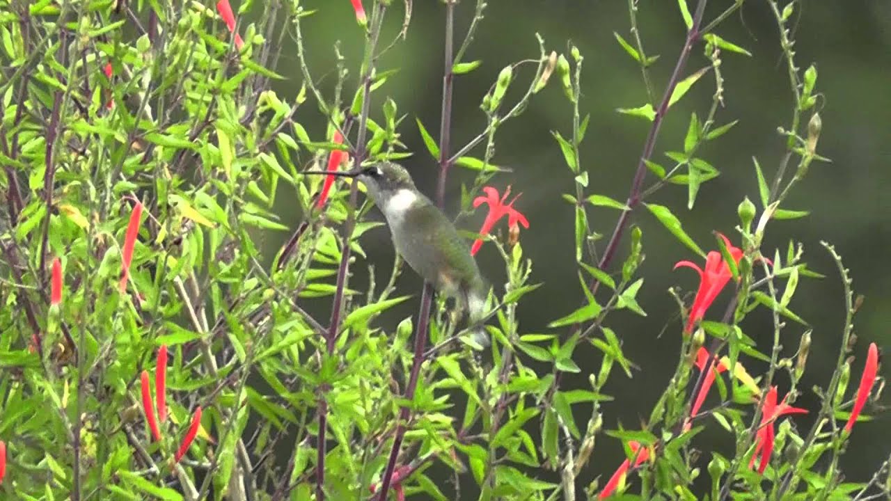 Ragged Tail Hummingbird - YouTube