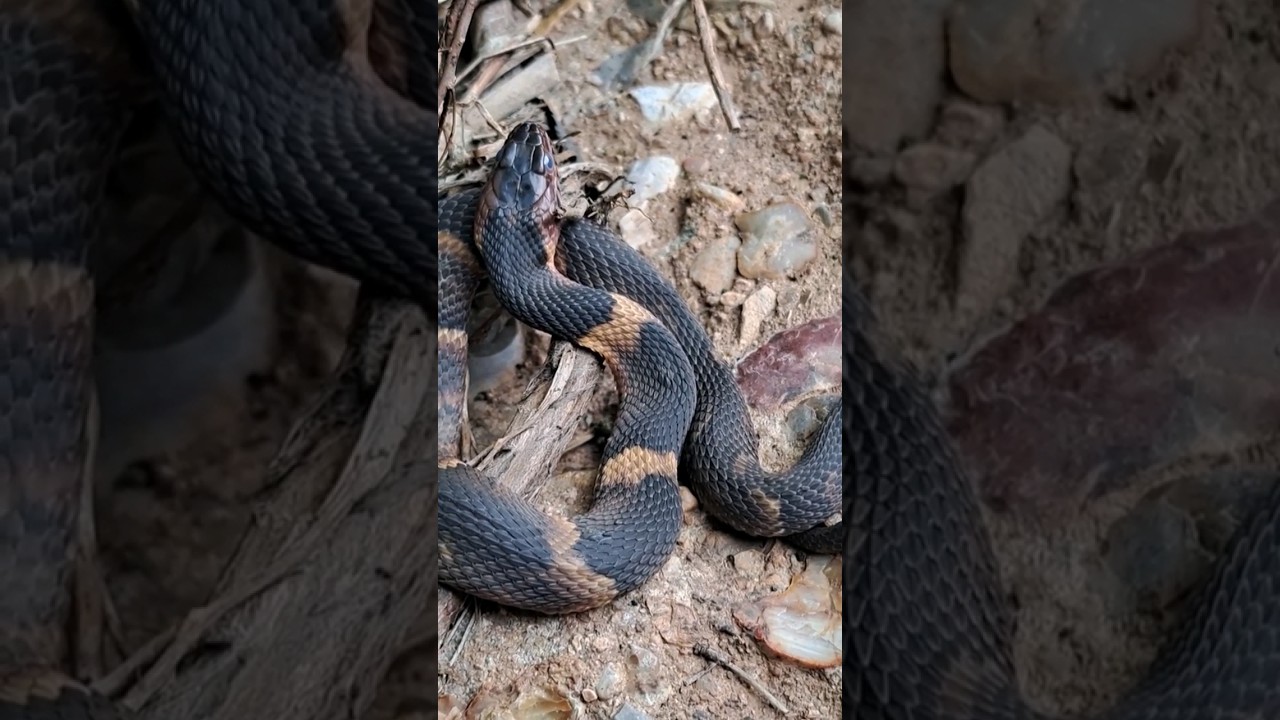 Chill little water snake. #reptiles #nature #animals #subscribe - YouTube
