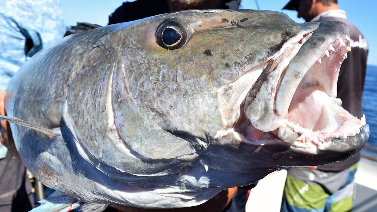 Huge Green Jobfish and Red Bass among other trophies. Rainbow Escape ...