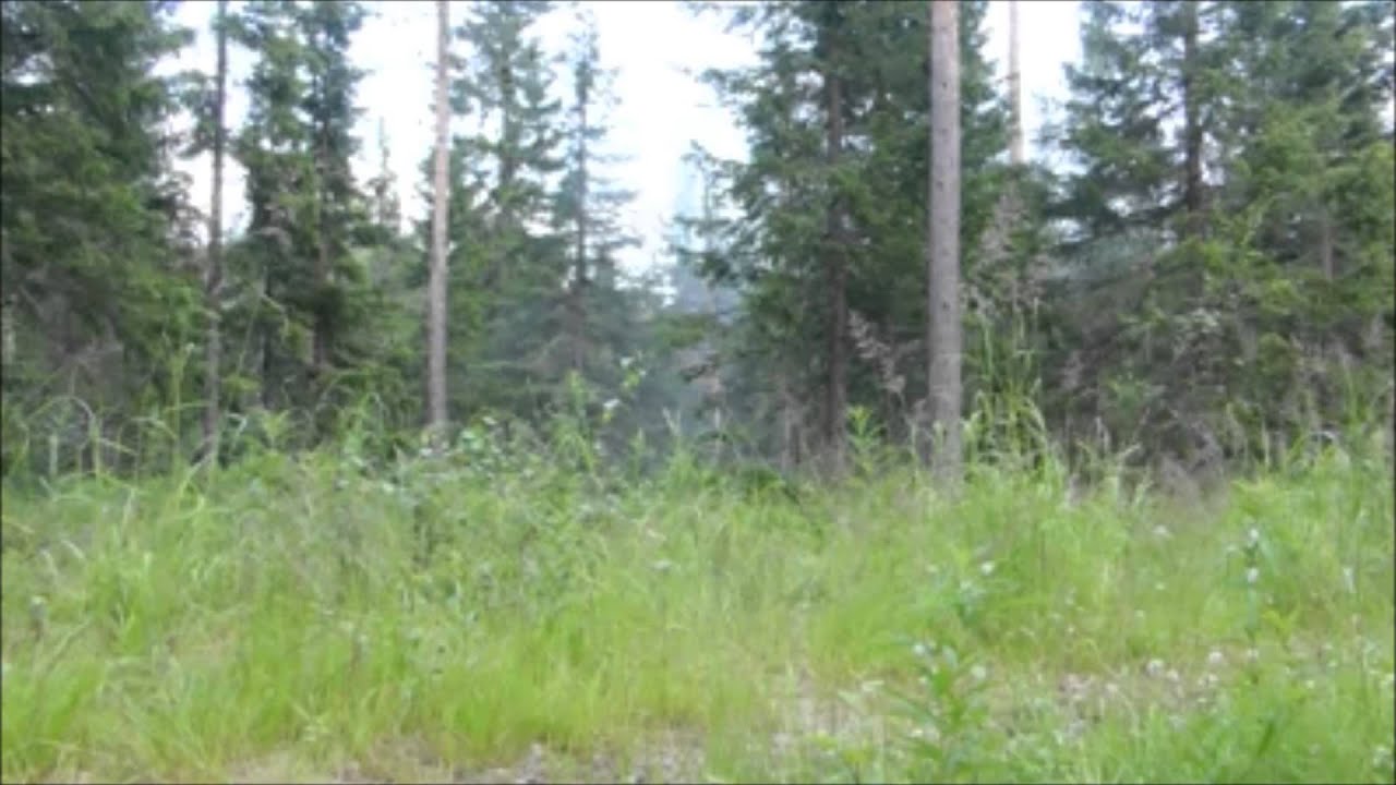 Blasting a tree with 125g of semtex - YouTube