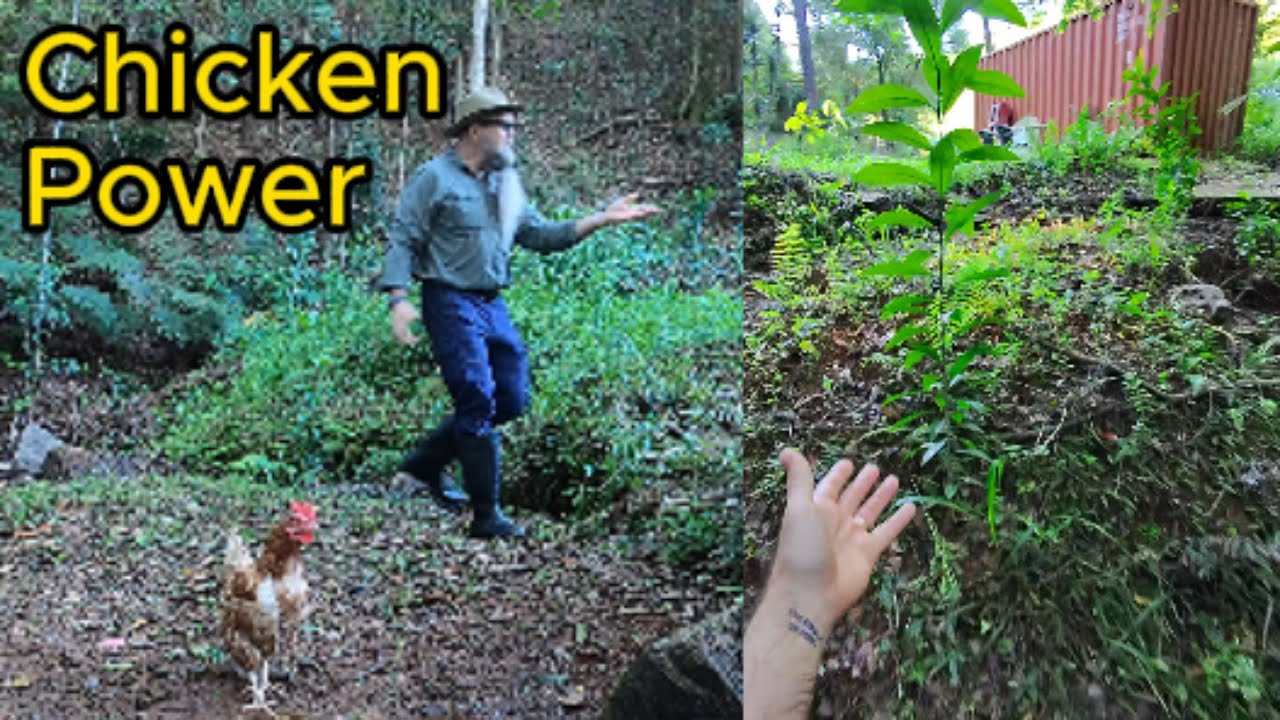 Chicken Power - Reforesting with Priscilla - YouTube
