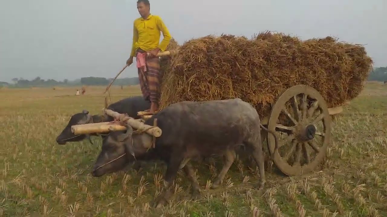 Small Buffalo Cart Heavy Load in Paddy||Bullock Cart Ride Village Life ...