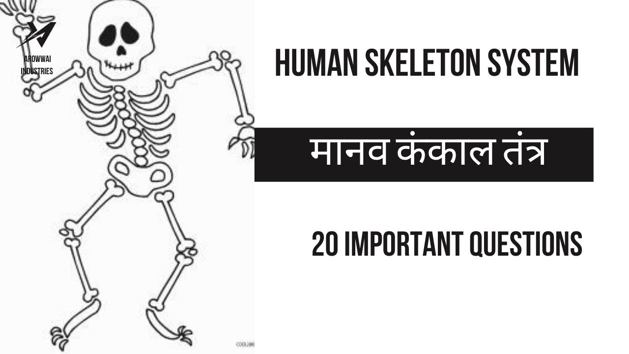 Questions And Answers skeleton System Of Human Body questions-and-answers-skeleton-system-of-human-body