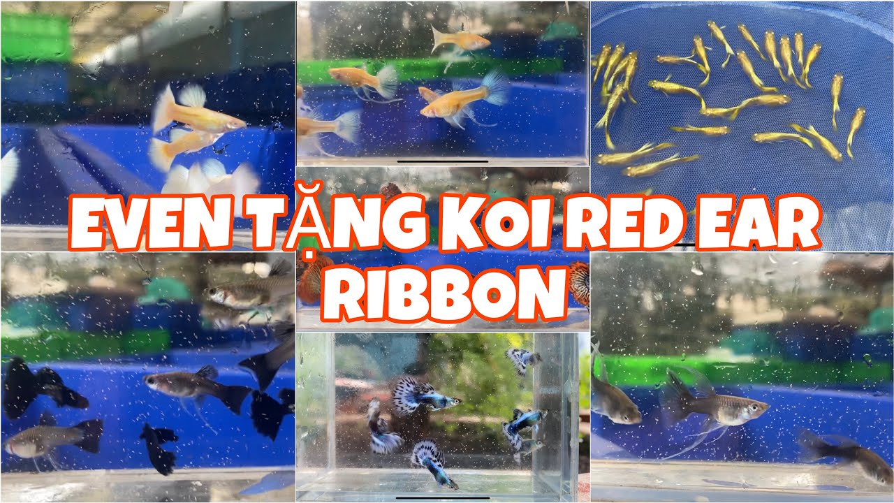EVEN TẶNG KOI RED EAR RIBBON - BÁO GIÁ NHIỀU DÒNG CÁ RẺ-ĐẸP #ca7mau # ...