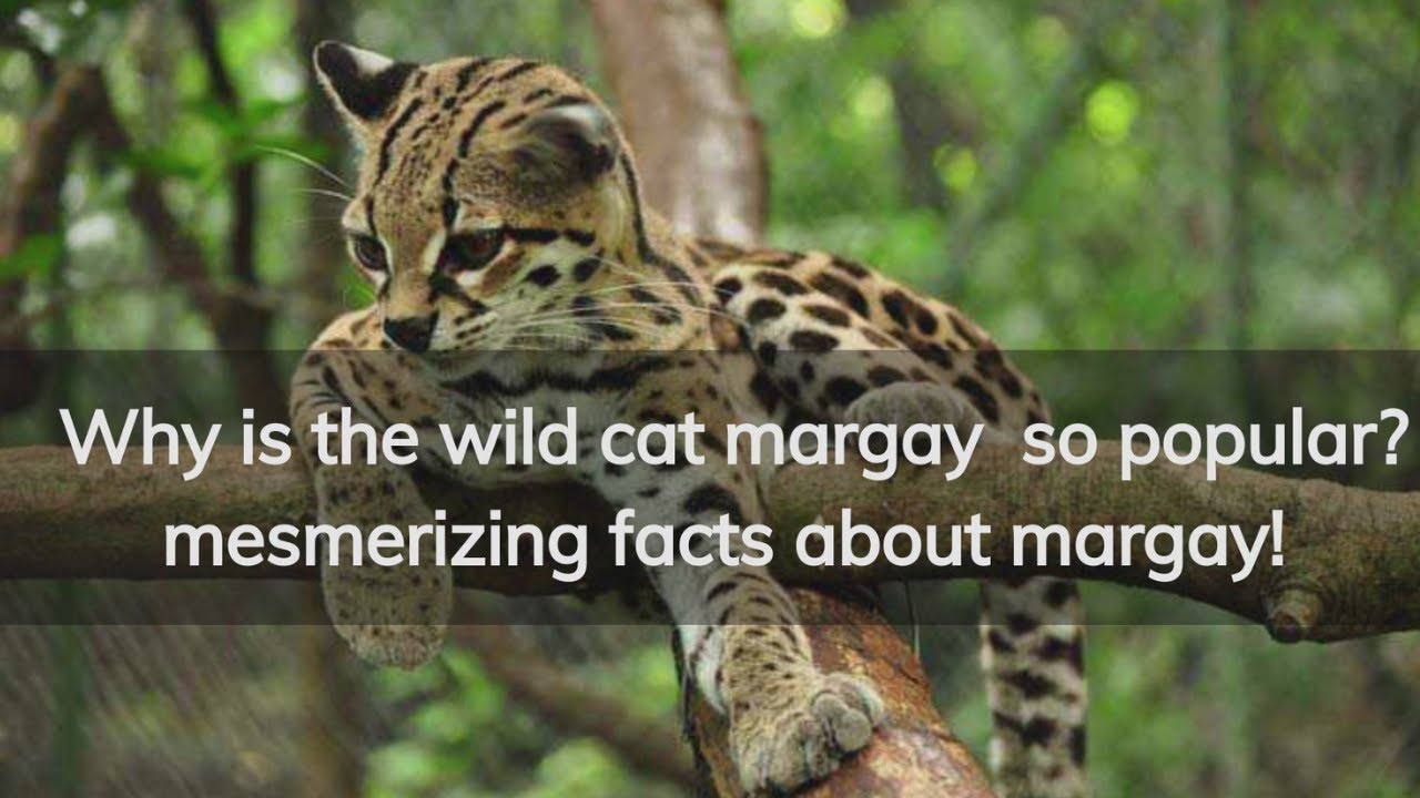 Why is the wild cat margay so popular?||mesmerizing facts about margay ...