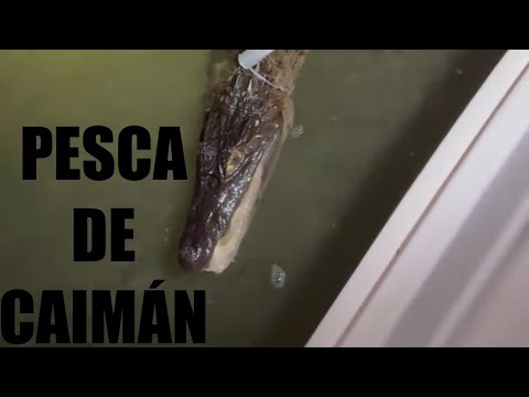 Cazando caimán en puerto rico!! (La pesca de bebo) - YouTube
