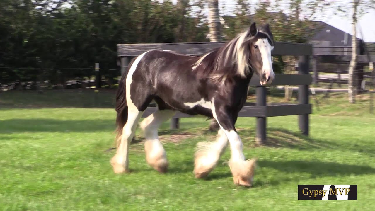 River Rose: Gypsy Vanner Horse for Sale by Gypsy MVP - YouTube