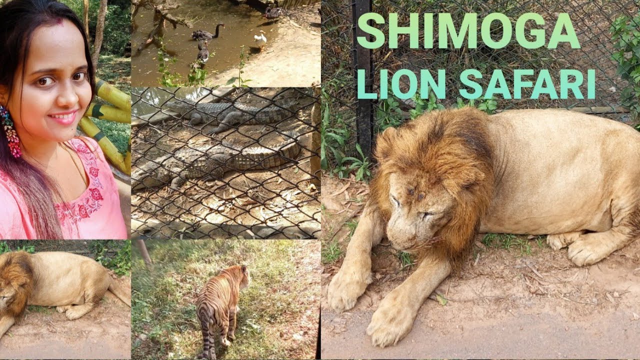 LION SAFARI: SHIMOGA🦁🦁 - YouTube