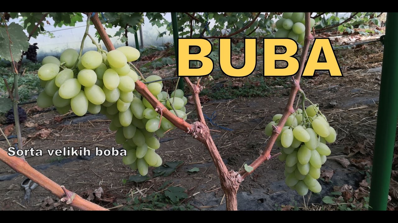 Sorta vinove loze Buba - YouTube