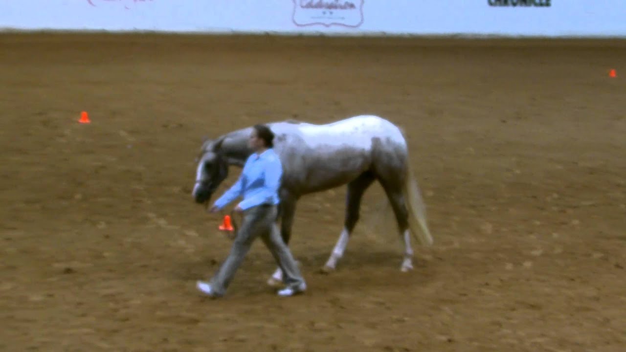 Non Pro Hunter In Hand Mares - YouTube